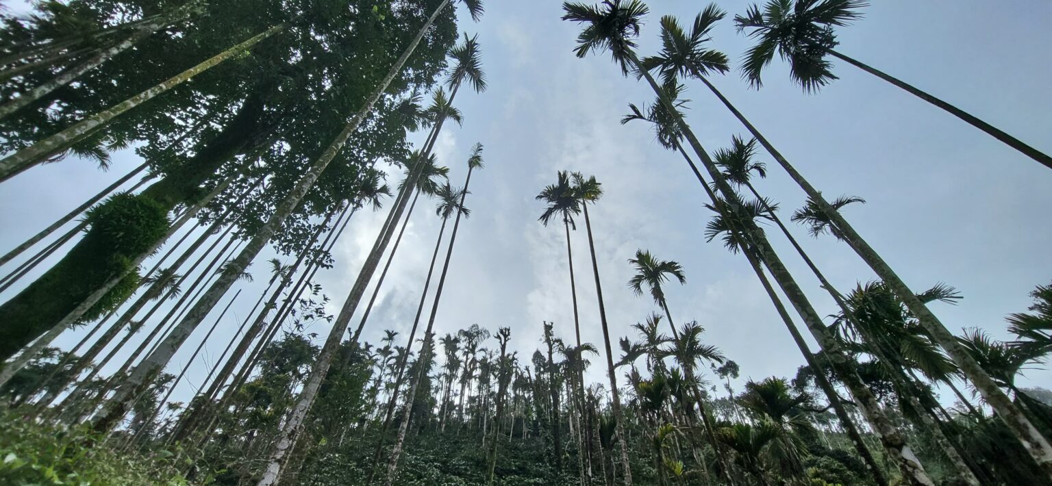 Netravati Peak Trek – Your Guide to Trek in Kudremukh - Treken Trip